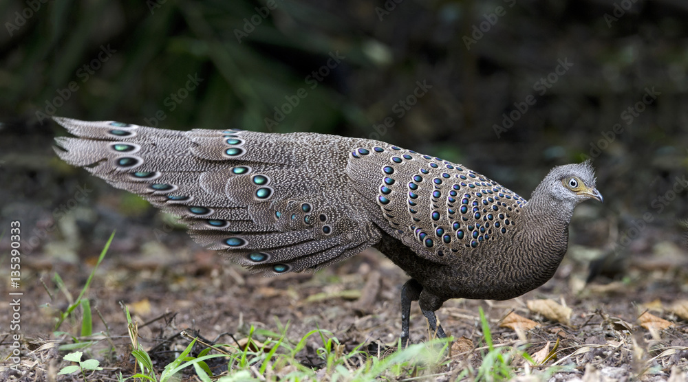 Bird, Grey Peacock-Pheasant ( Polyplectron bicalcaratum ), Birds Stock ...
