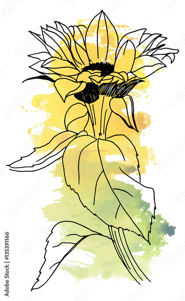 Freehand vector and watercolor drawing of yellow sunflower Stock Vector ...