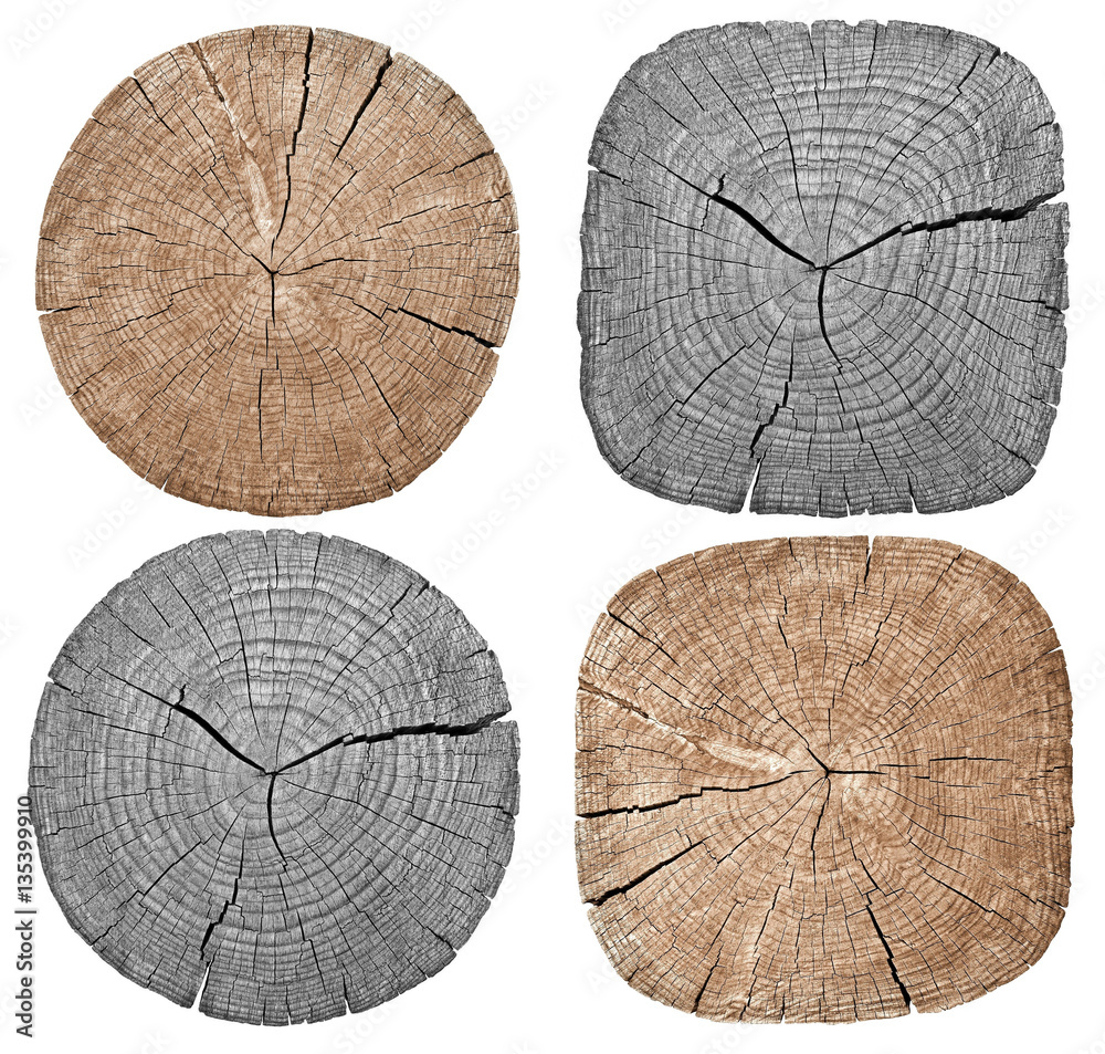 Cross section of tree trunk showing growth rings on white background ...