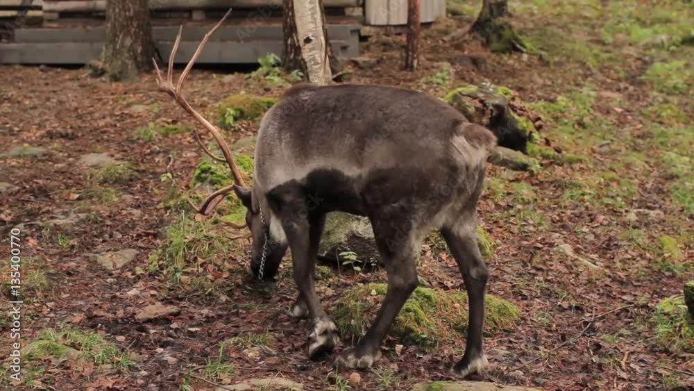Reindeer Eat Moss in the Forest Stock Video | Adobe Stock
