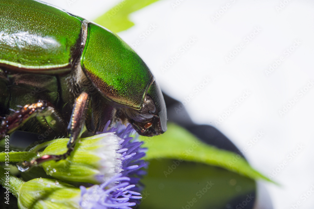 Scarab beetle or Anomala grandis green little bug insect macro Stock ...