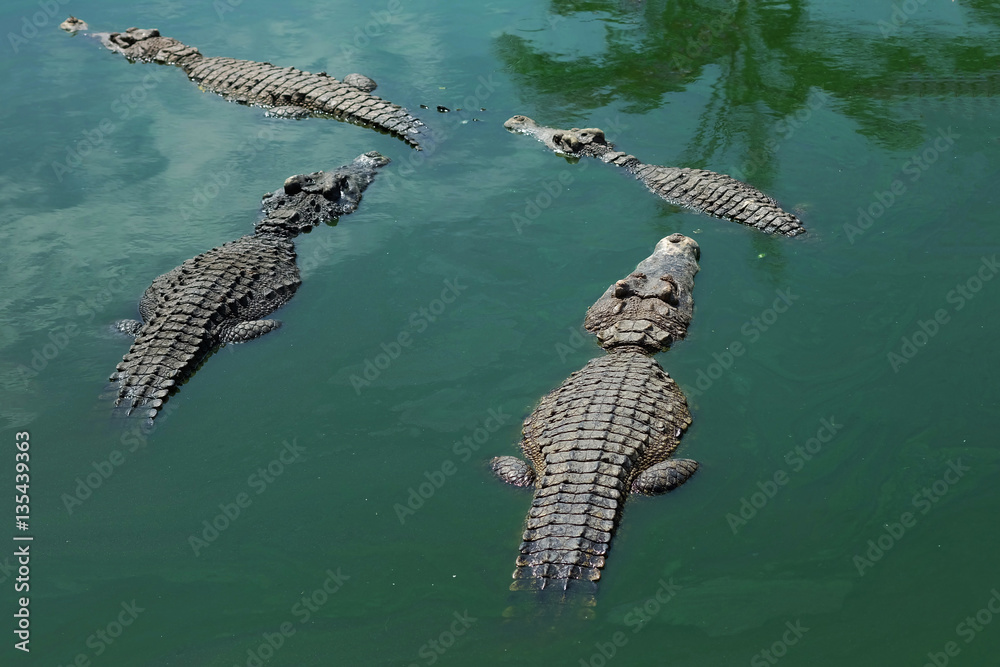 Giant crocodile in green water very scary and dangerous. Crocodiles at ...