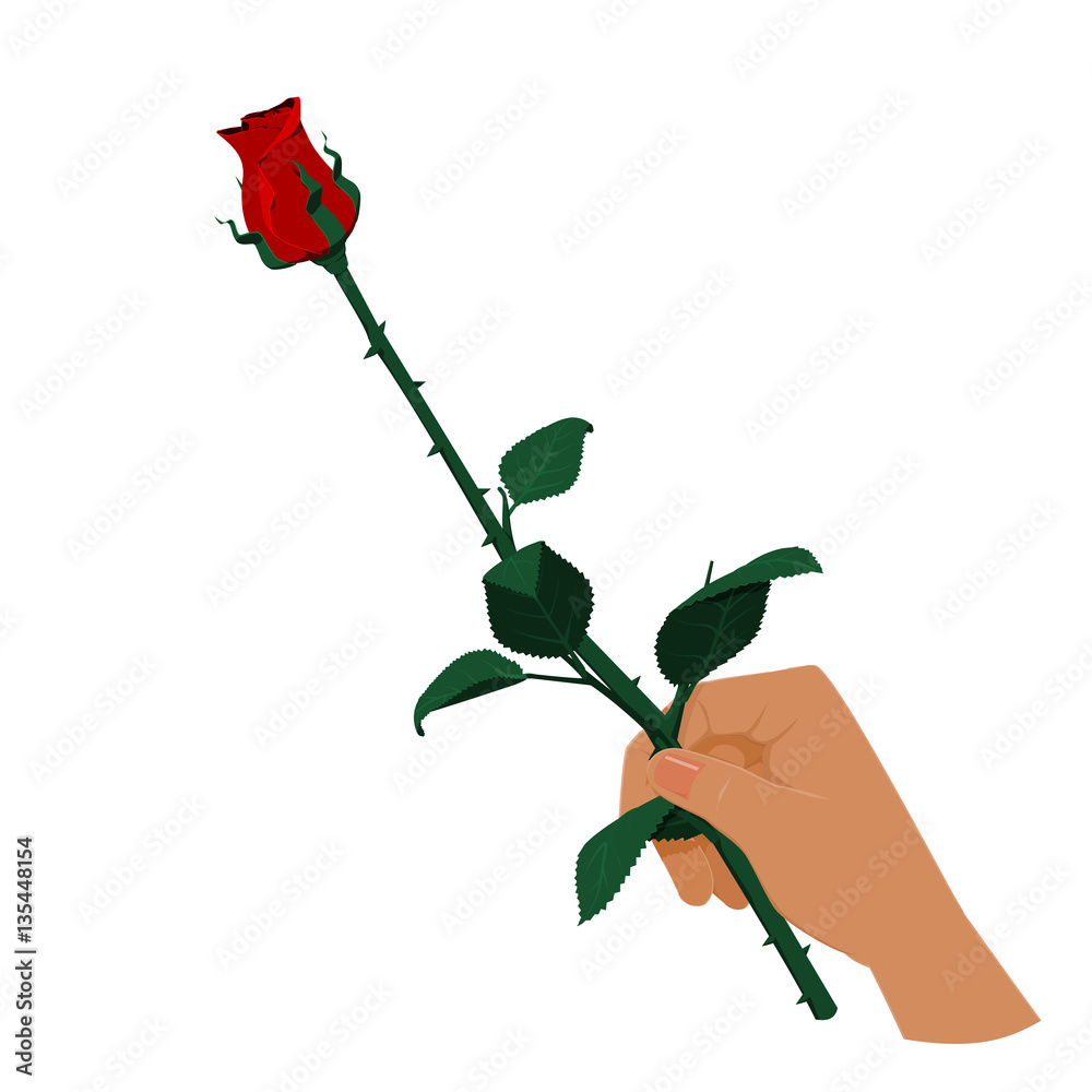 hand holding a rose on transparent background Stock Vector | Adobe Stock