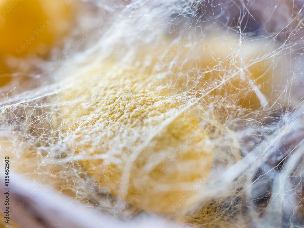 Life cycle of silkworm. Closeup of cocoon stage. Stock Photo | Adobe Stock