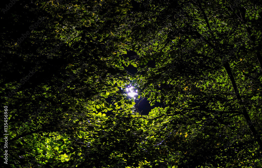 Light through the leaves Stock Photo | Adobe Stock