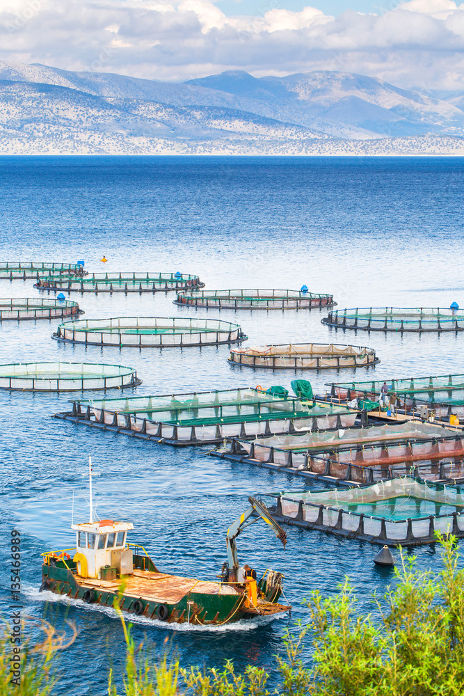 Sea fish farm. Cages for fish farming dorado and seabass. The workers ...