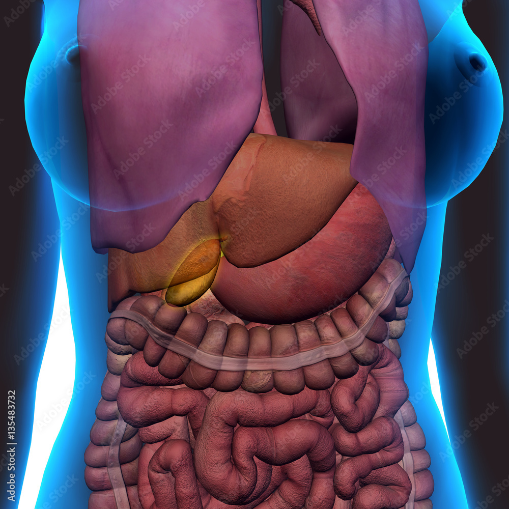 Female Gall Bladder Anatomy on White Background Stock Illustration ...