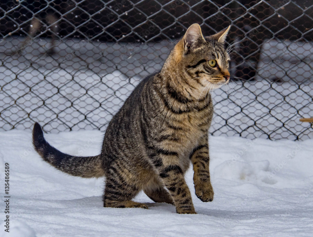Cat from Rupite. It is best known as the place where the Bulgarian ...