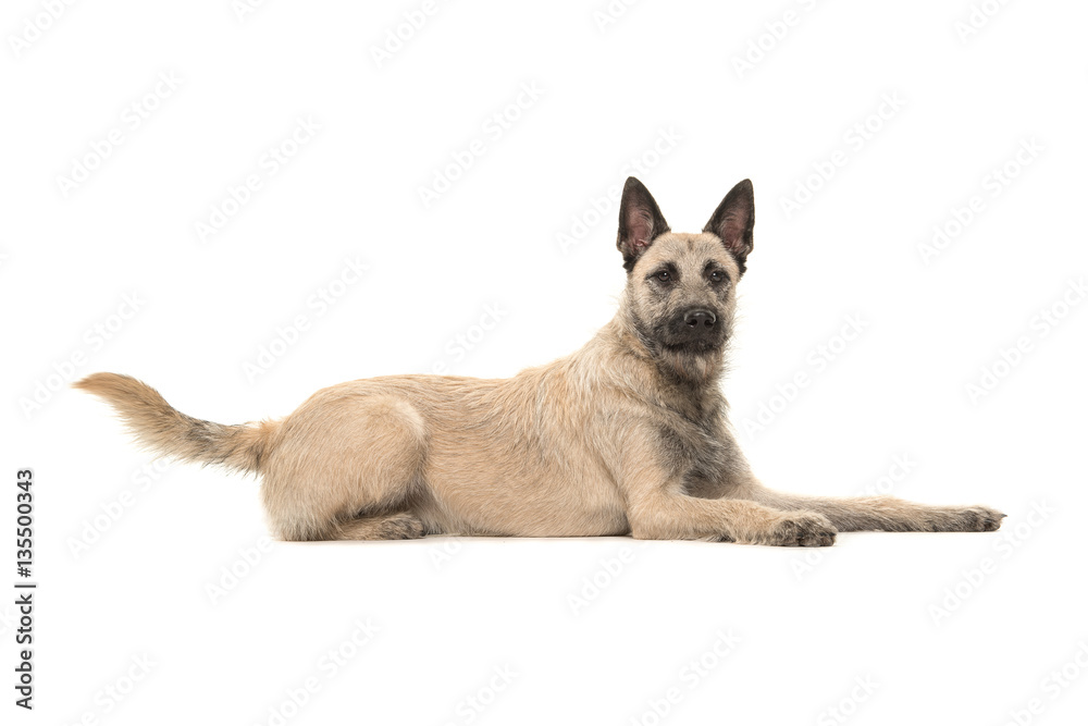 Dutch wire-haired shepherd lying on the floor facing the camera seen ...