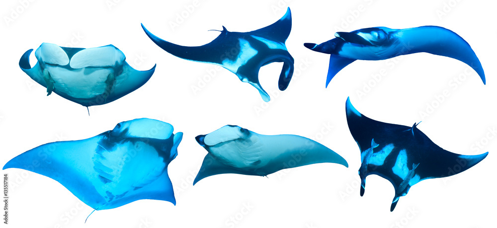 Manta Ray isolated white background Stock Photo | Adobe Stock