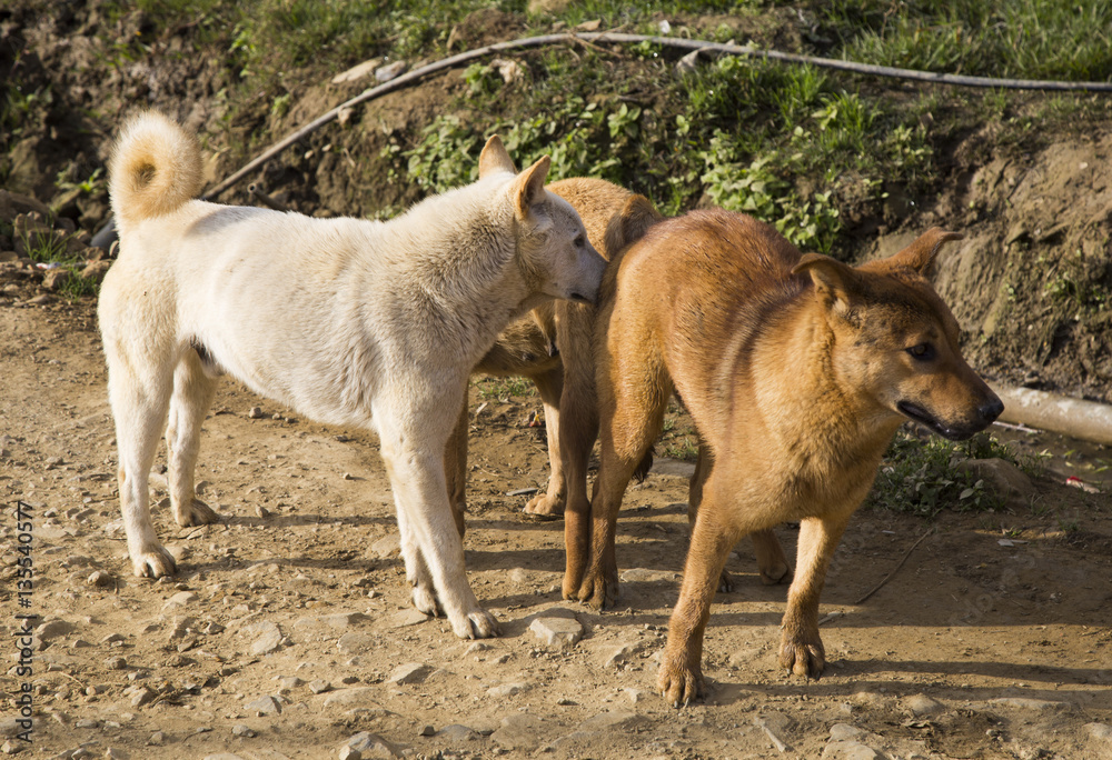 Male And Female Dog Mating Cross breed Mating Of Pet Dogs Make Love