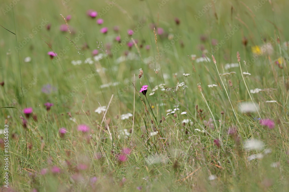 Mountain meadow full of flowers. Stock Photo | Adobe Stock