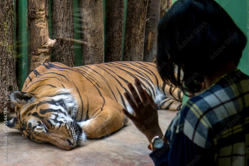 Zoo visitors watching a tiger lying behind glass Stock Photo | Adobe Stock