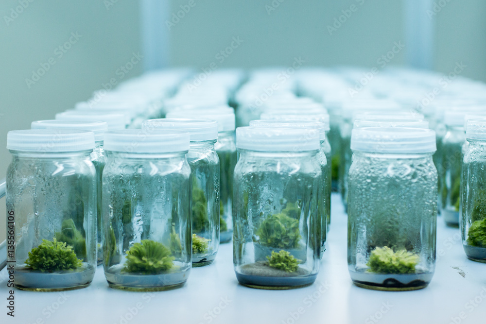 Plant tissue culture in the laboratory. Stock Photo | Adobe Stock