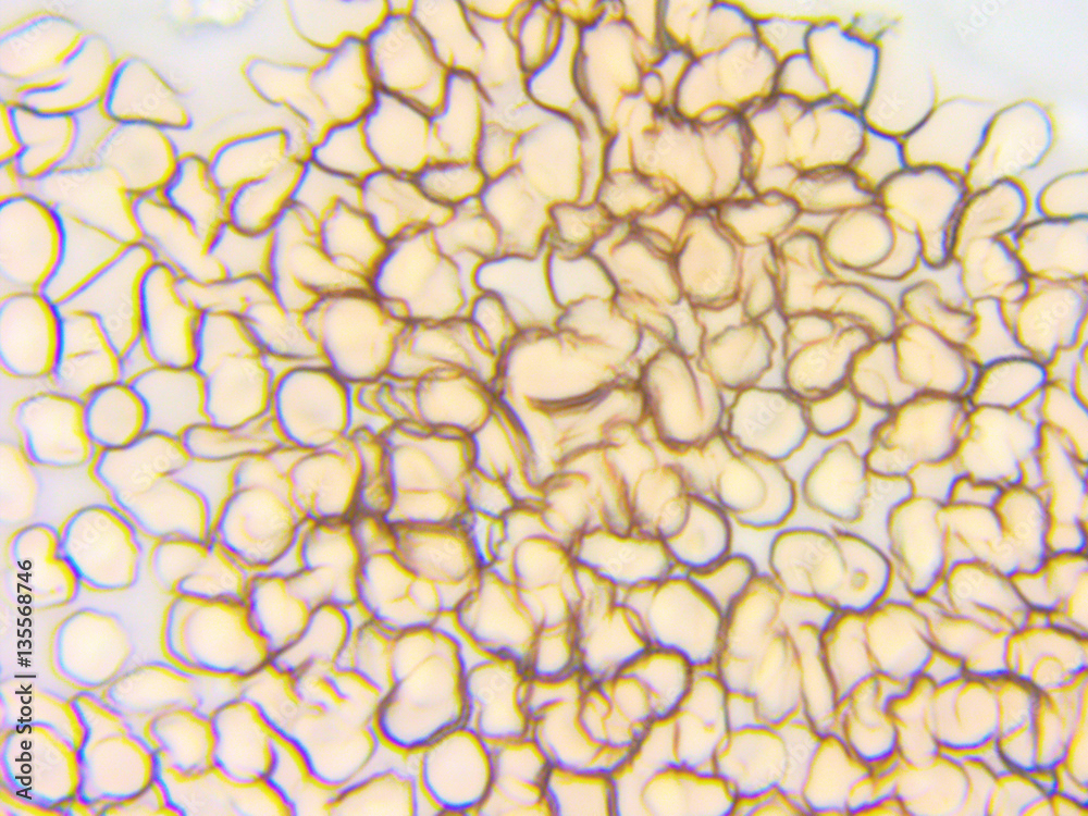 Blood cells microscopic view magnification x 1000 Stock Photo | Adobe Stock