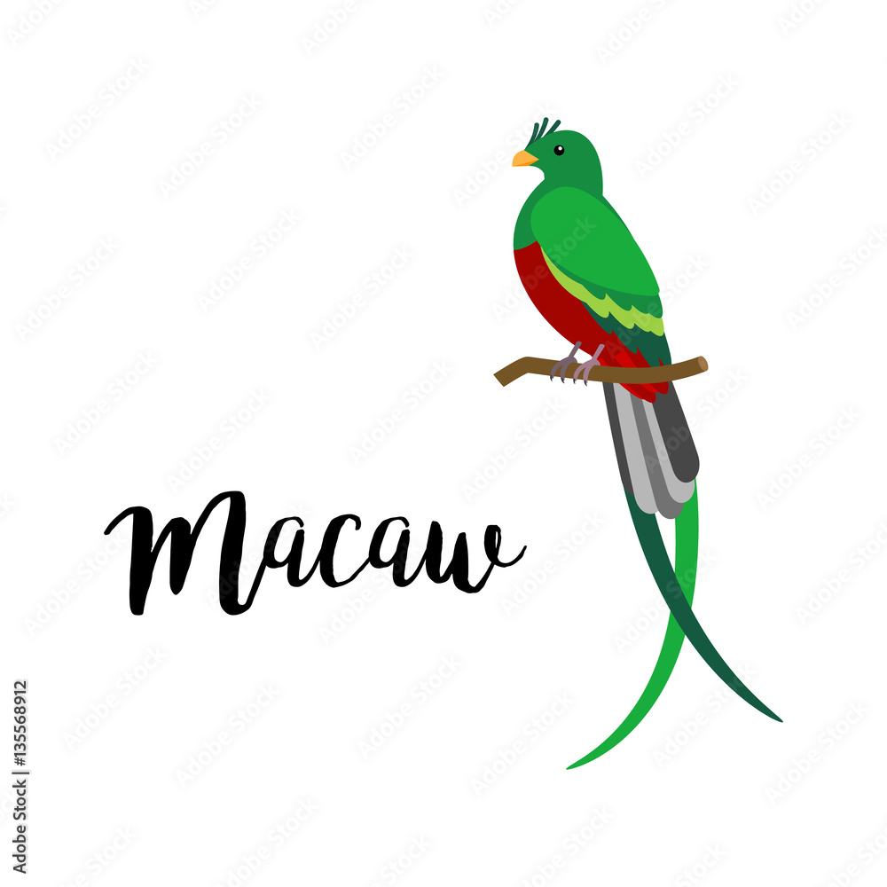 Exotic tropical bird isolated on white background. Macaw bird vector ...
