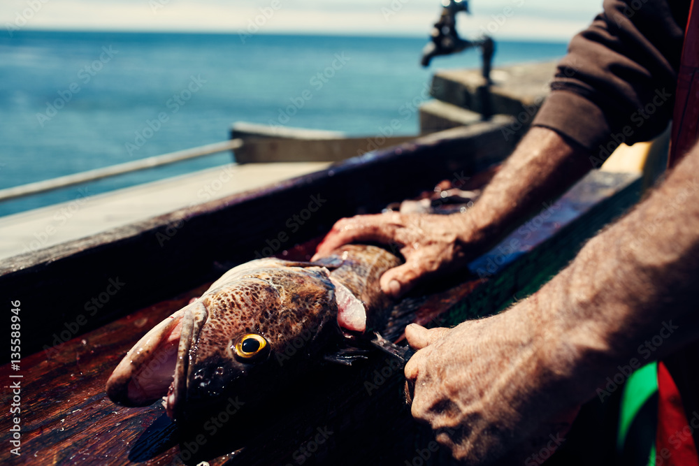 Foto de Gutting fish, Pacific Ocean, California, United States of ...