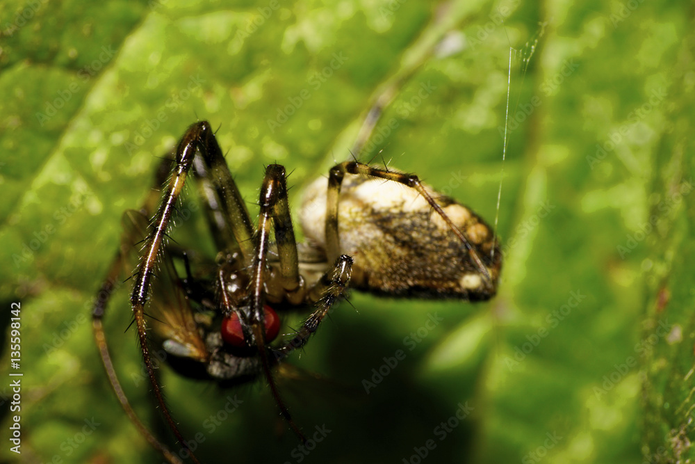 Macro side view of Caucasian spider with cobweb furry belly to c Stock ...