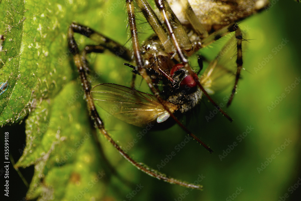 Macro side view of Caucasian spider with long, slender legs on a Stock ...