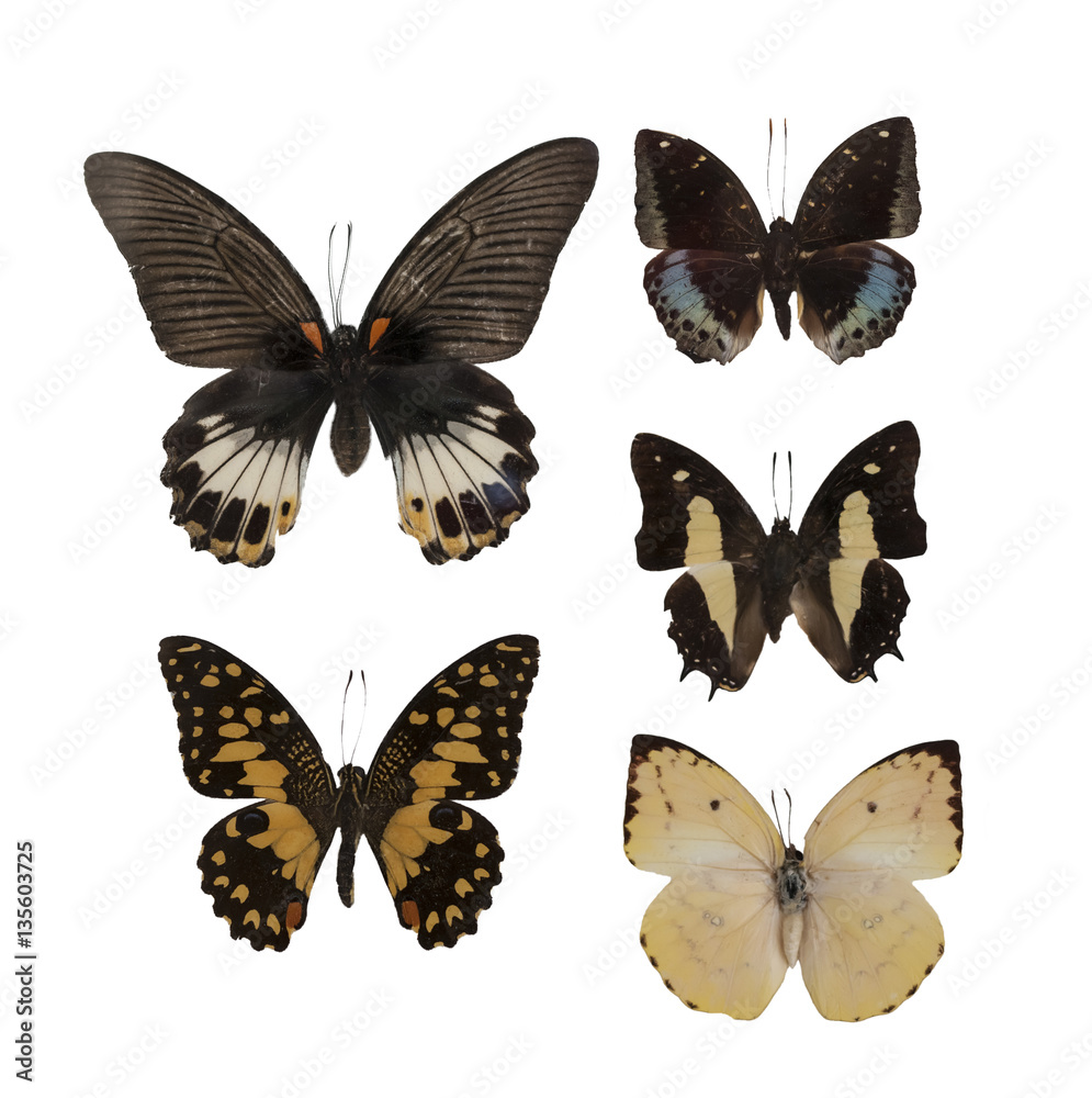 Realistic butterflies photography set cropped and isolated on white ...