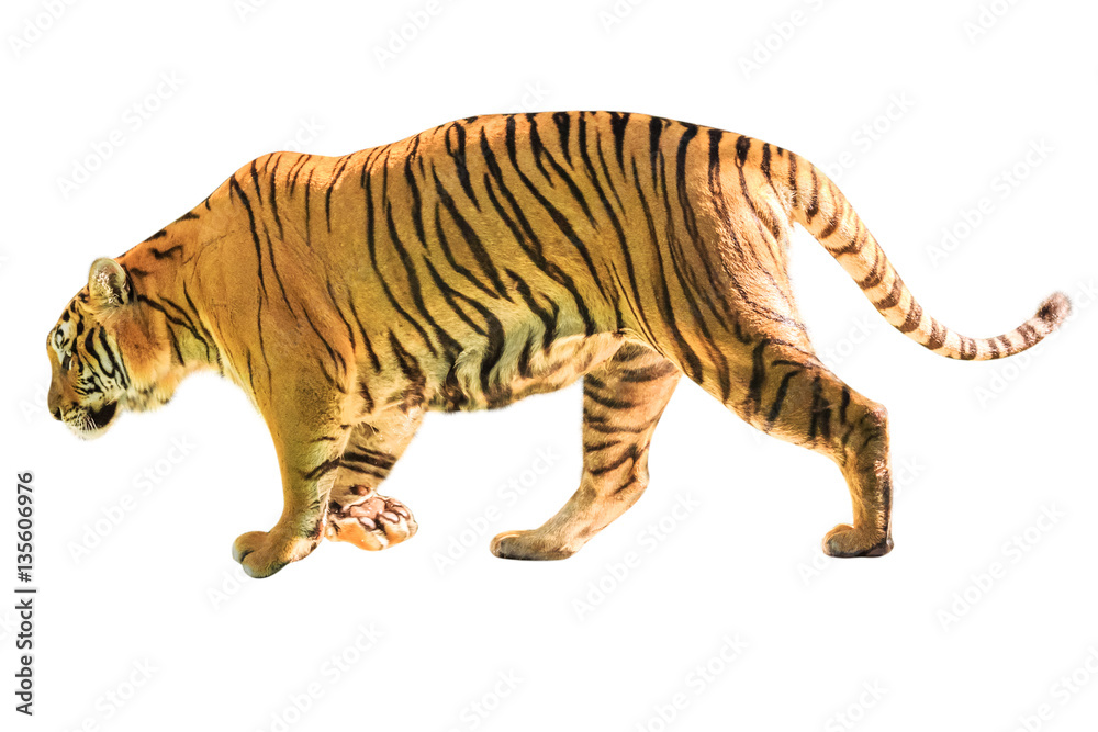 Tiger Body Profile