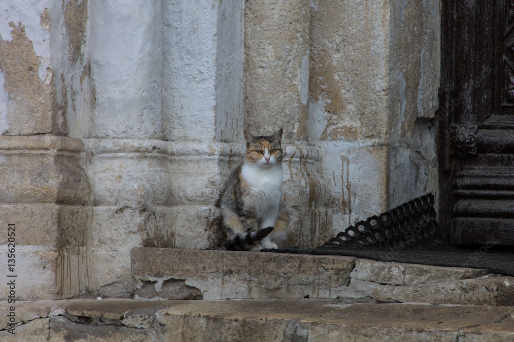 Church cat Stock Photo | Adobe Stock