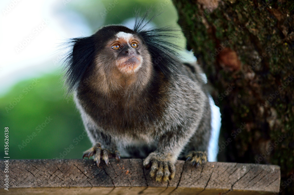 Monkeys In South America