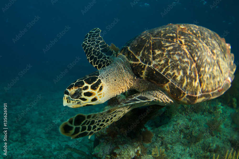 Hawksbill sea turtle in the Florida Keys Stock Photo | Adobe Stock
