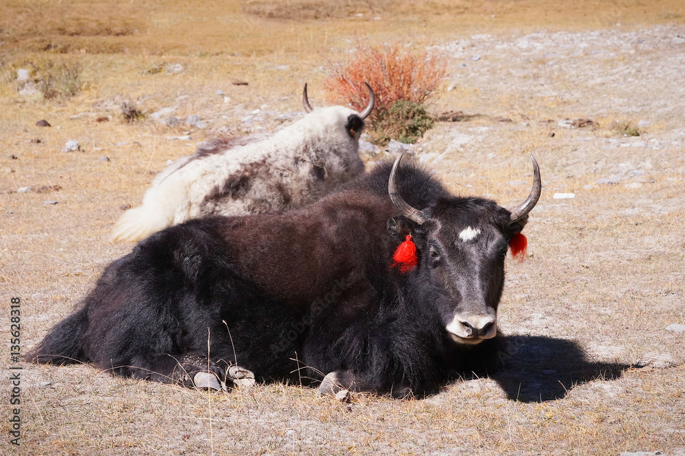 Yaks, high mountain cows, at the pasture on a grass, in the autumn ...