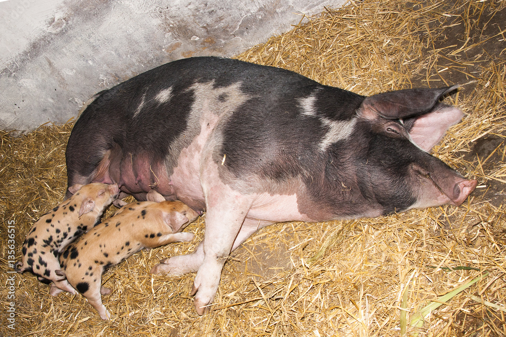 Porcine Landrace