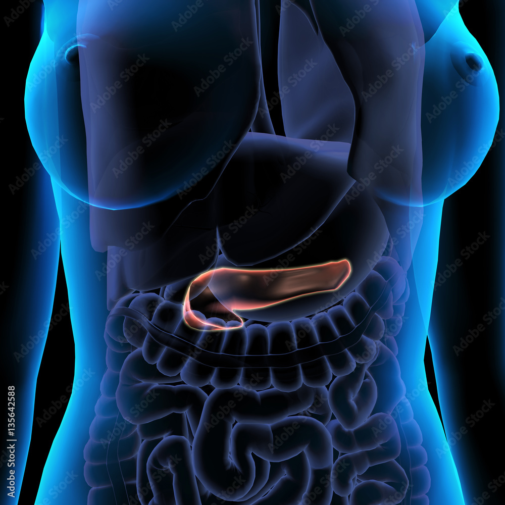 Female Pancreas X-ray View Stock Illustration | Adobe Stock