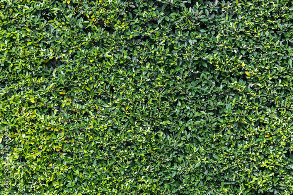 fresh green tree fence texture background Stock Photo | Adobe Stock