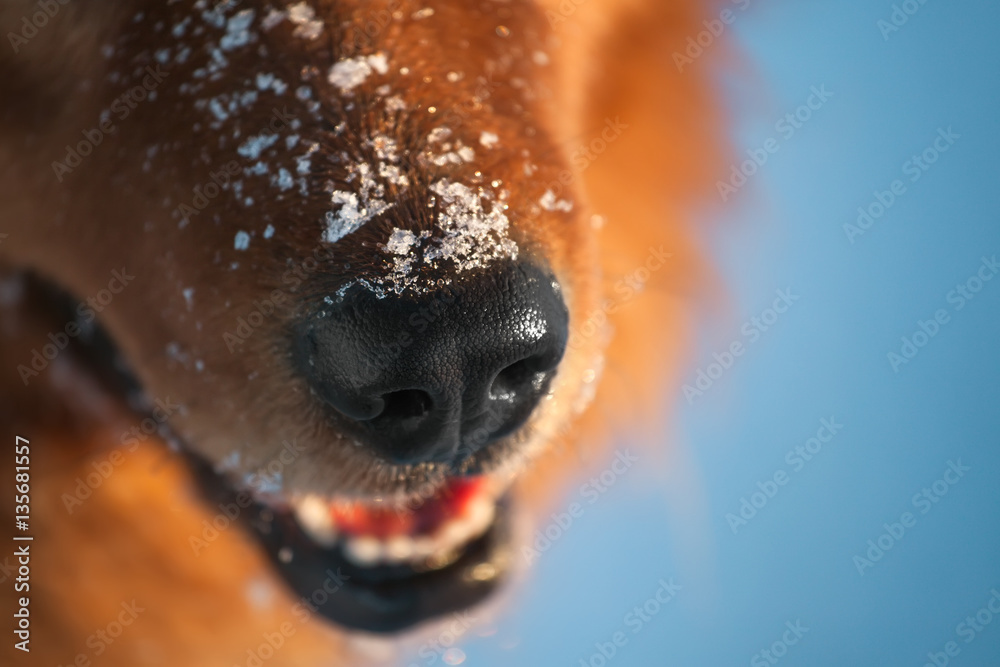 Snow Flakes On Nose With Dogs