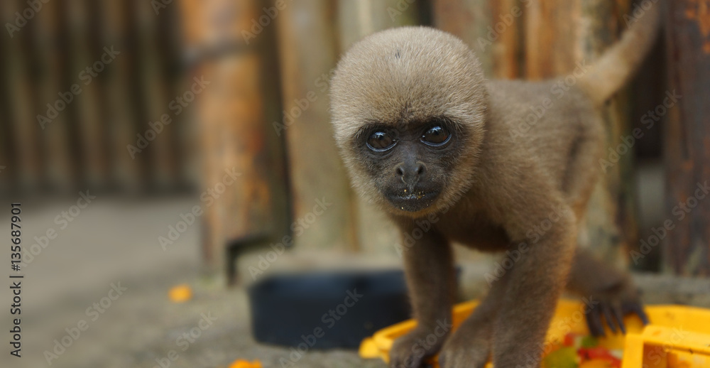 Curious baby Chorongo monkey staring at the camera lens. Common names ...