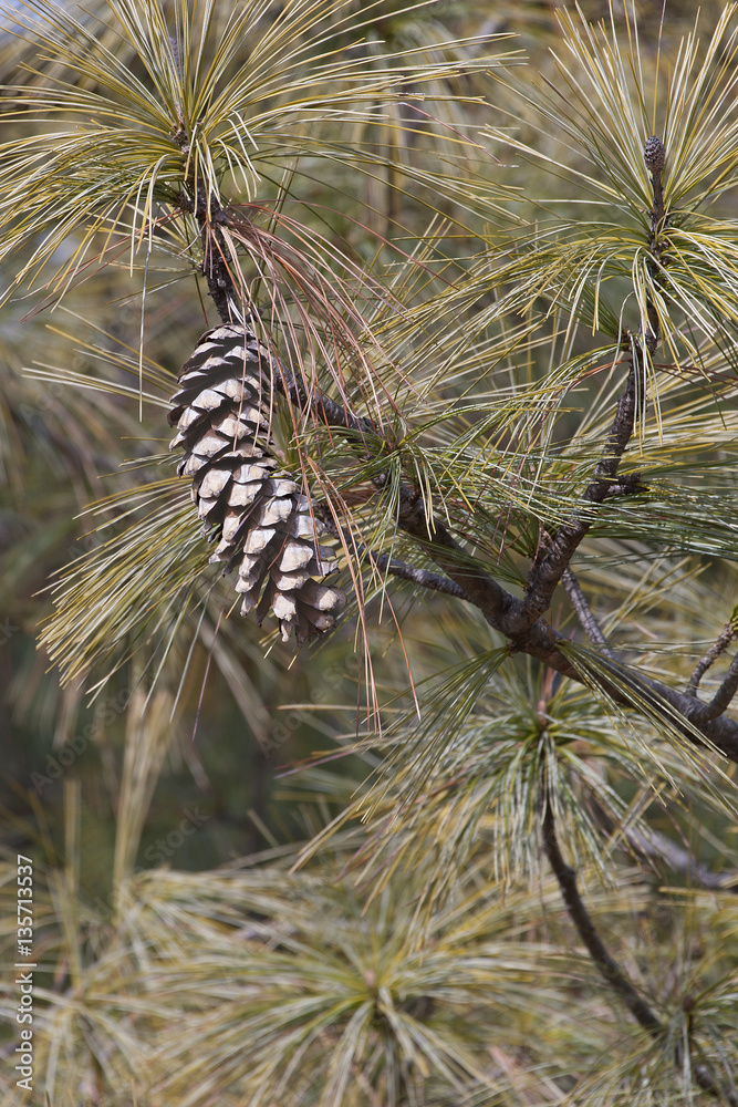 Bhutan pine cone (Pinus wallichiana). Called Blue Pine, Himalayan Pine ...