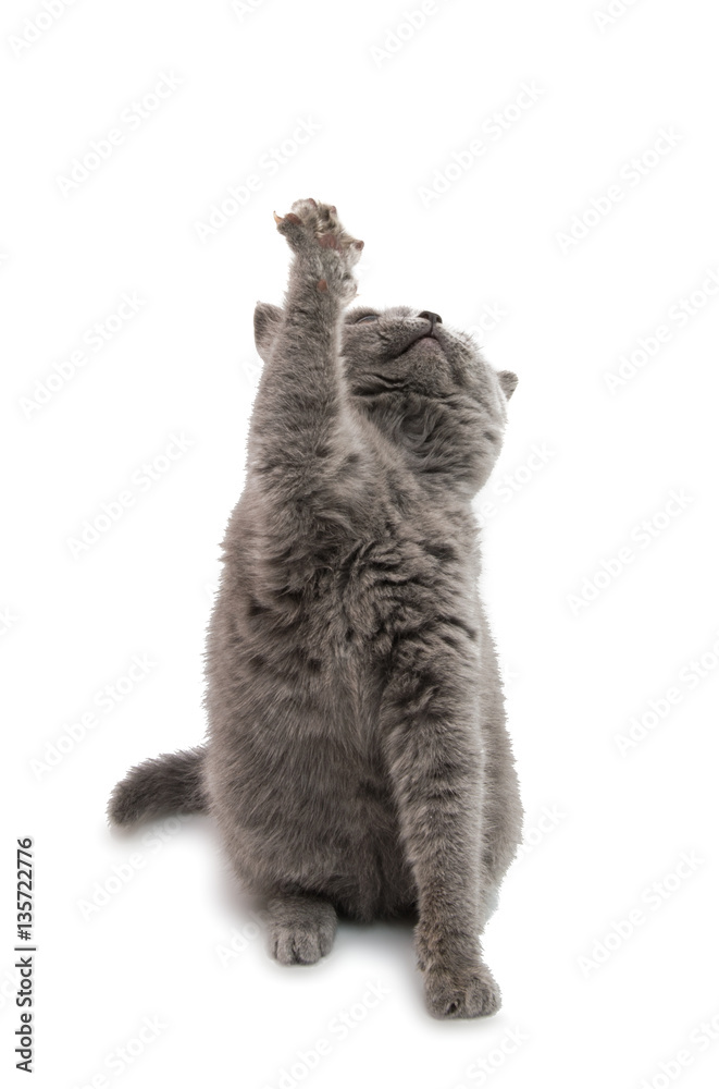 British shorthair grey cat isolated Stock Photo | Adobe Stock