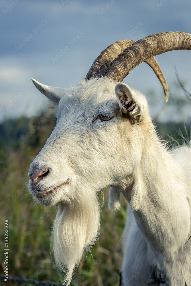 White Billy Goat