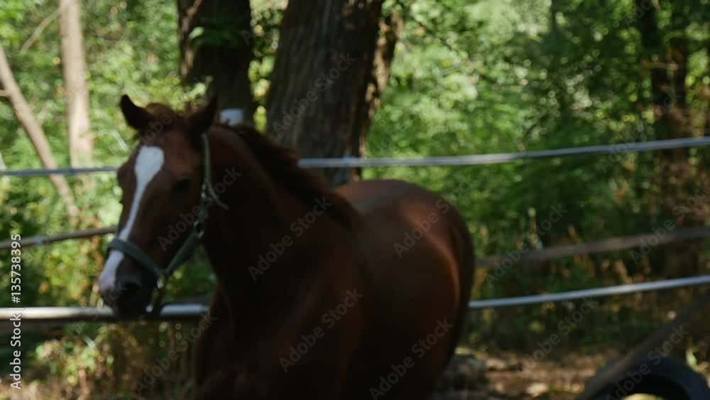 With a Waving Mane, a Young Brown Mare Gallops, Being in Some Fenced ...