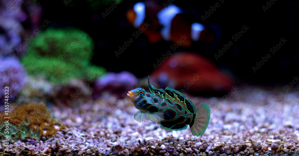 Spotted Mandarin Fish