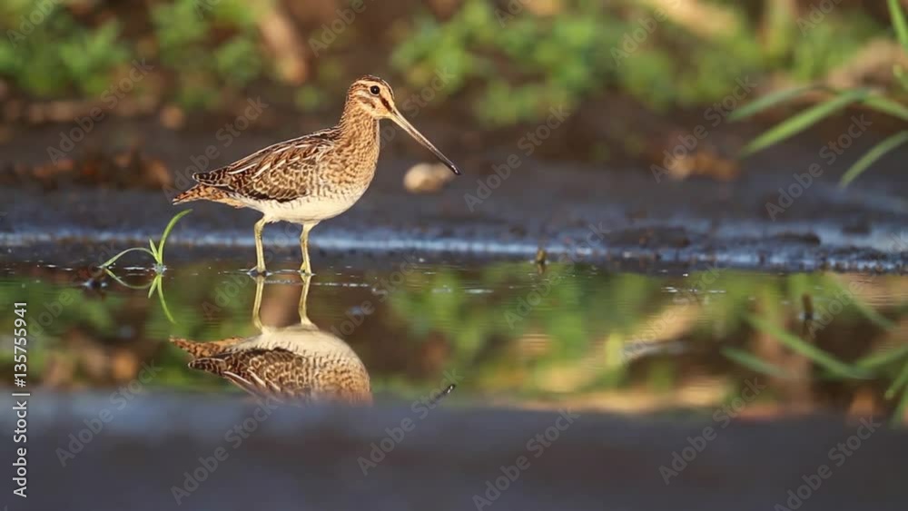 snipe - a great hunting trophy goes through the swamp Stock Video ...