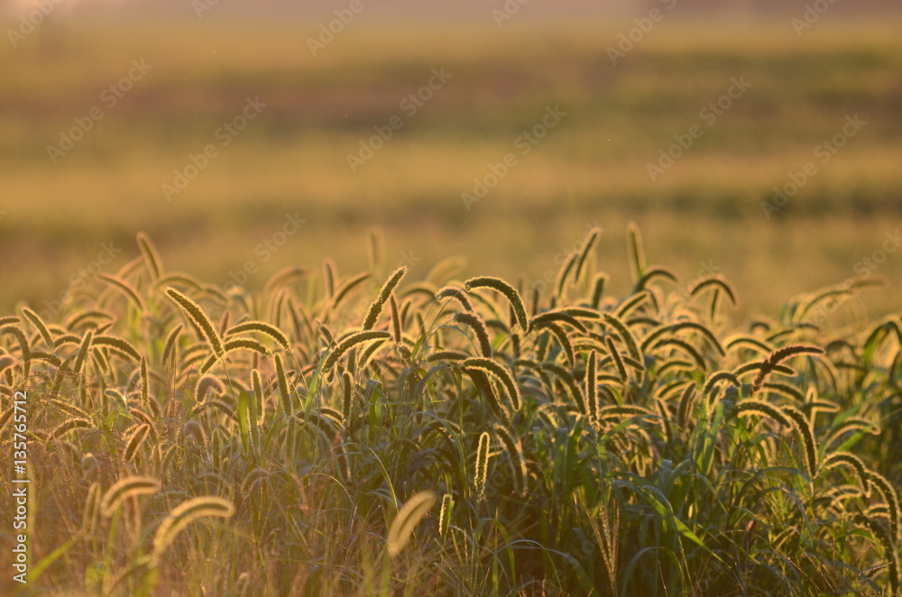 Cultivo de Moha, agricultura, pasturas, Naturaleza Stock Photo | Adobe ...