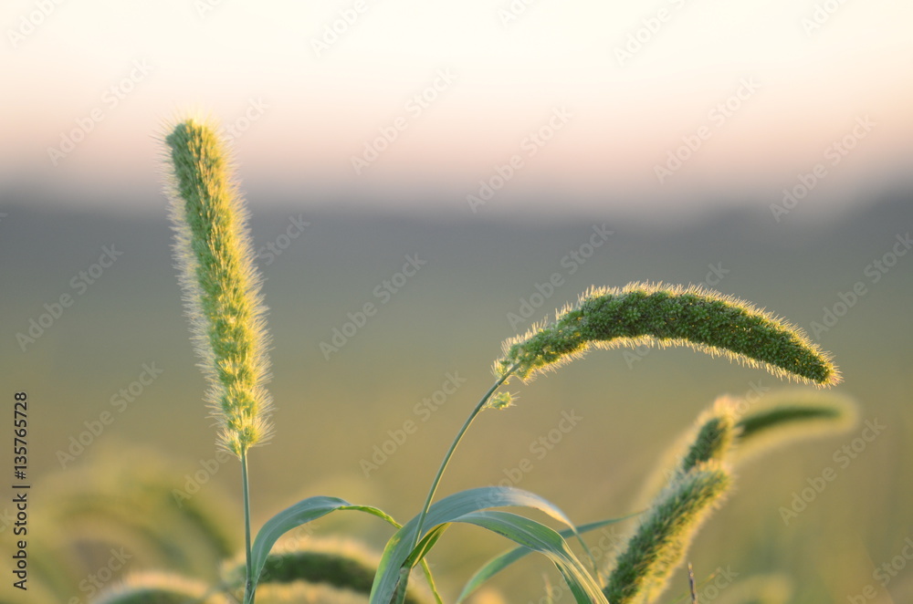 Cultivo de Moha, agricultura, pasturas, Naturaleza Stock Photo | Adobe ...