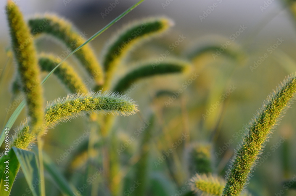 Cultivo de Moha, agricultura, pasturas, Naturaleza Stock Photo | Adobe ...