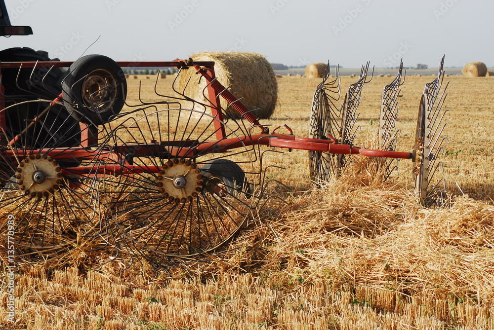 rollos de pasto para el ganado vacuno Stock Photo | Adobe Stock