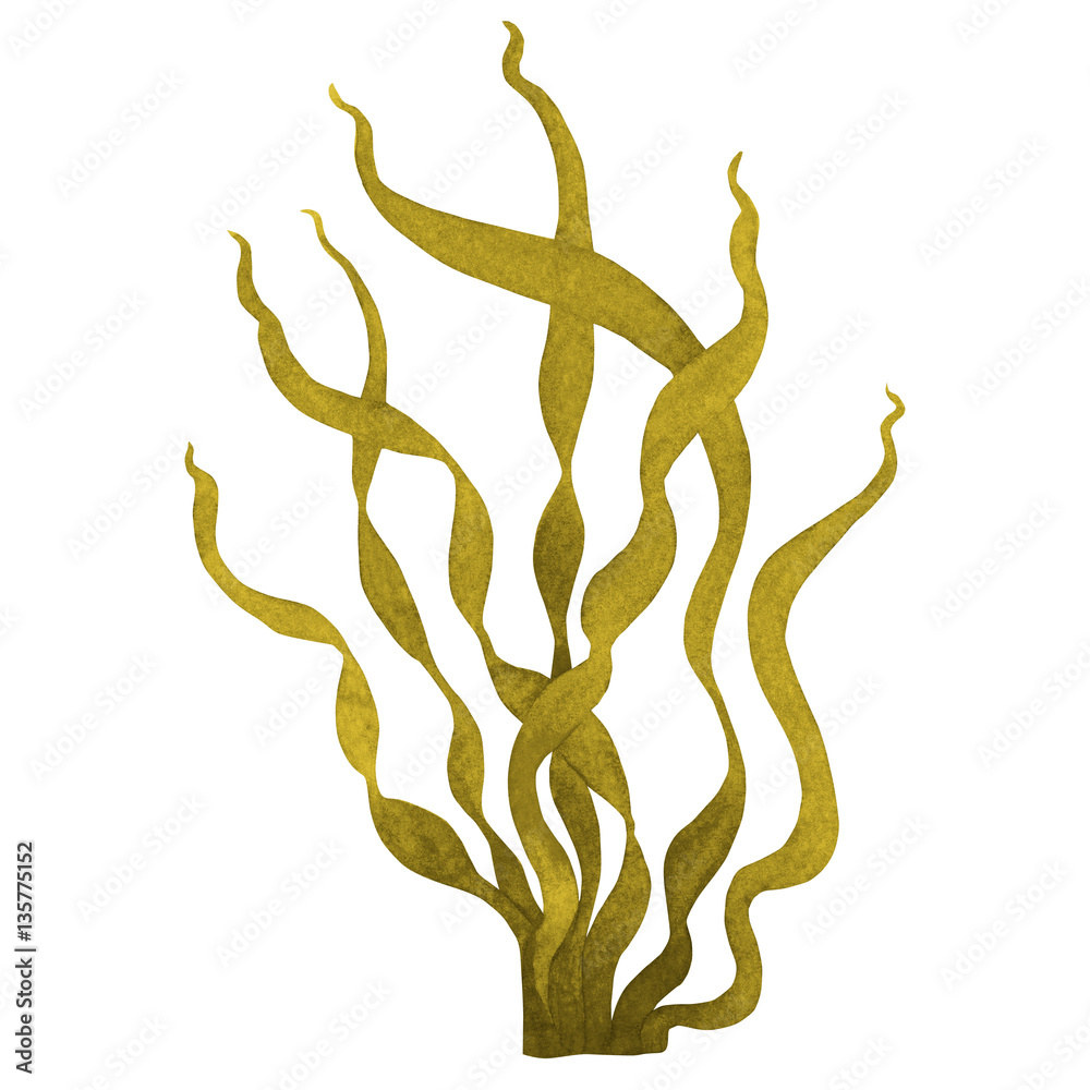 Seaweed Design