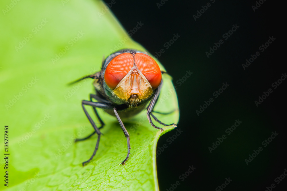 Close up of a green fly on a green leaf,Fly is carrier of diarrhea ...