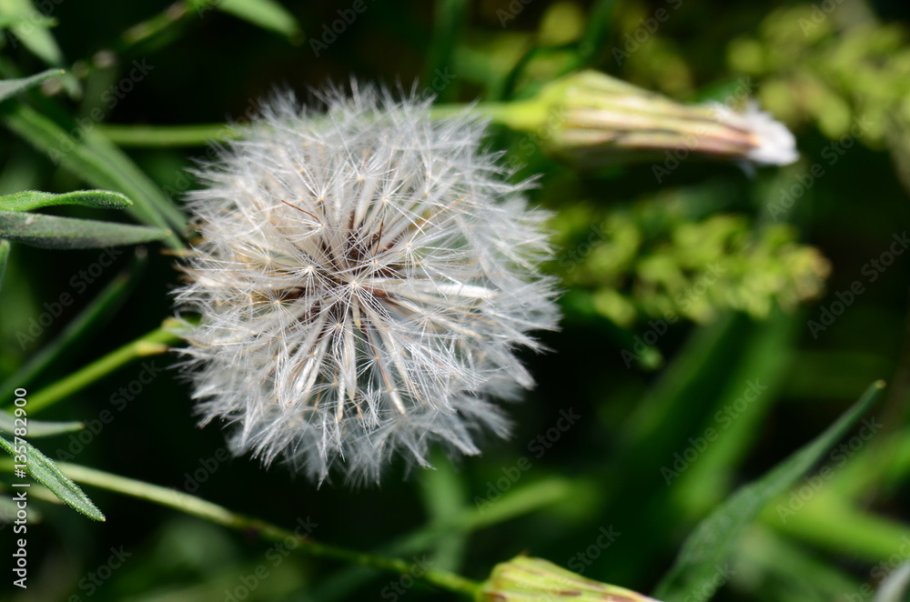 Malezas y pastos variados de la provincia de buenos aires, Argentina ...