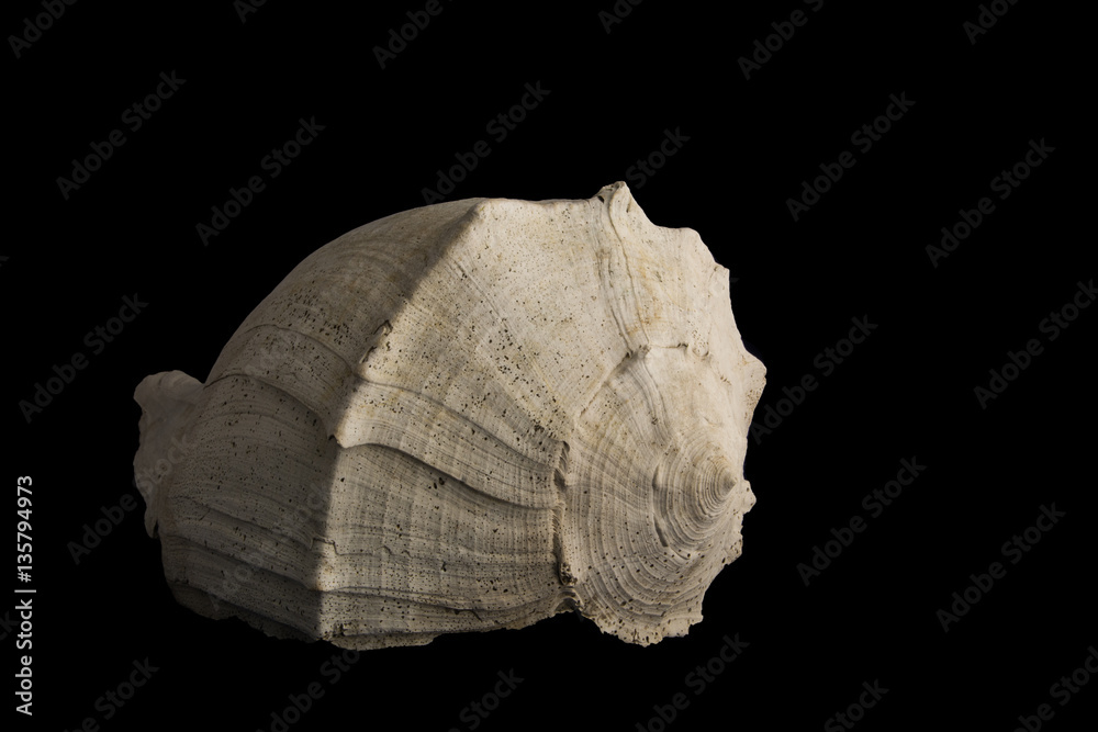Very large fossil gastropod Sinistrofulgar sp., from the Pleistocene ...