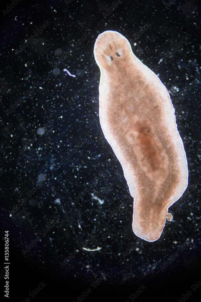 Planarian parasite (flatworm) under microscope view. Stock Photo ...