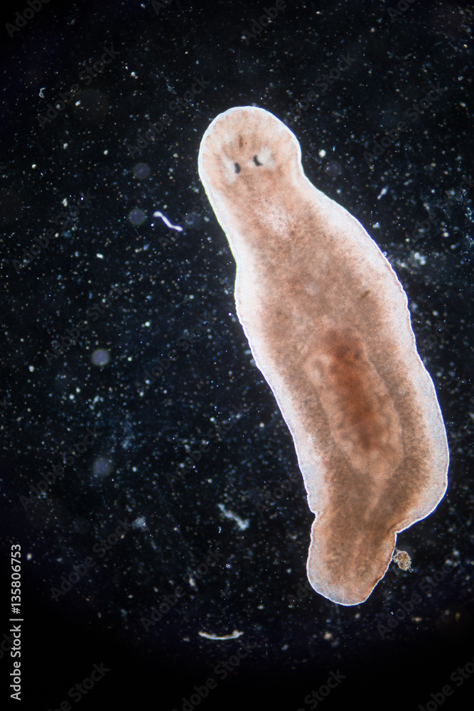 Planarian parasite (flatworm) under microscope view. Stock Photo ...